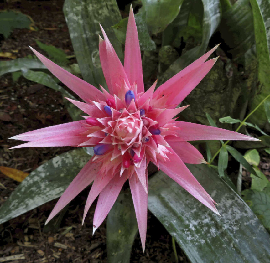 These plants bloom only once — and it’s usually spectacular | News ...